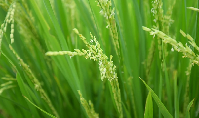 Lúa xuân đồng bằng sông Hồng hứa hẹn thắng lợi